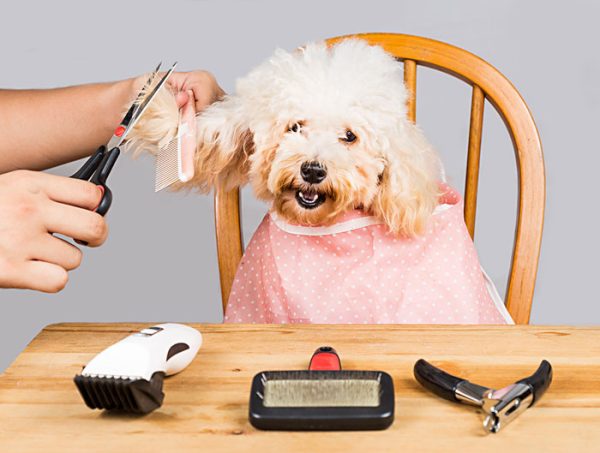 Pricing | Dog Grooming Mornington Peninsula | Dog Groomers Mornington